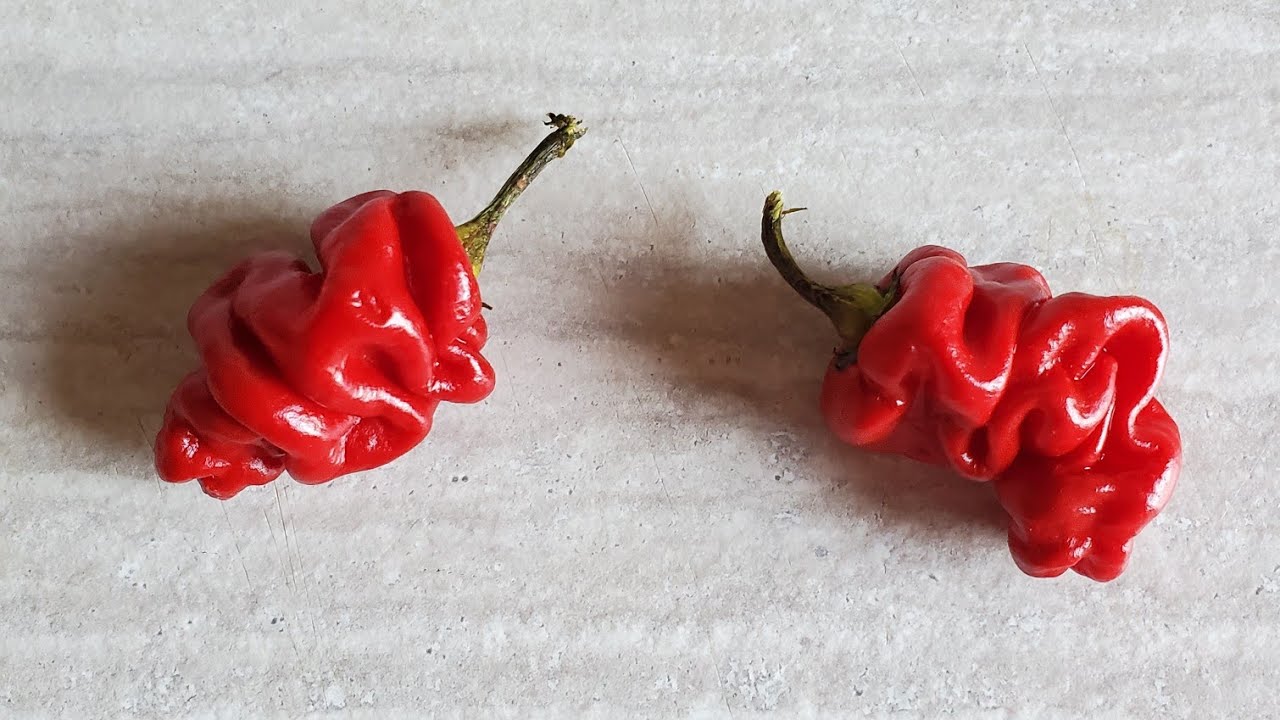 Zou-Pi aka Shar Pei... 5K -10K SHU... native to China! - YouTube