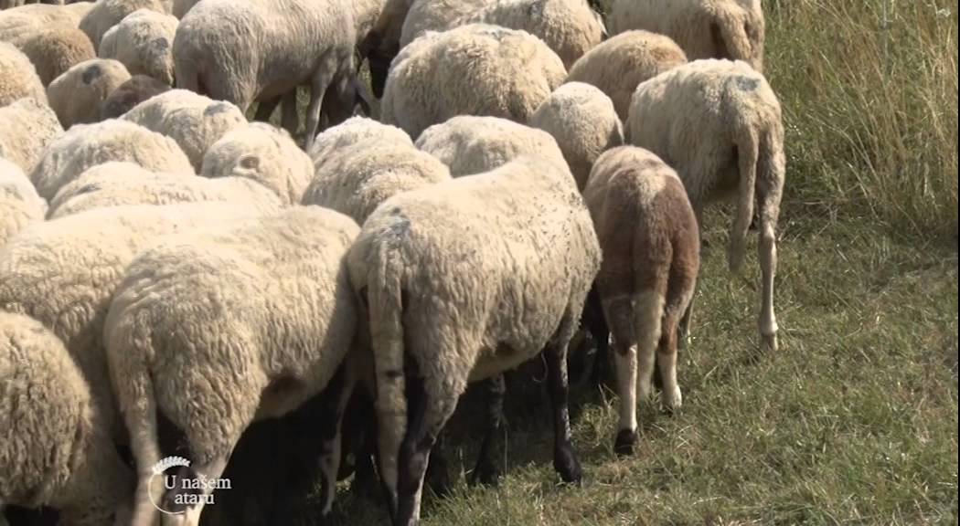 Uzgoj ovaca rase cigaja u Selenci U nasem ataru 597 - YouTube
