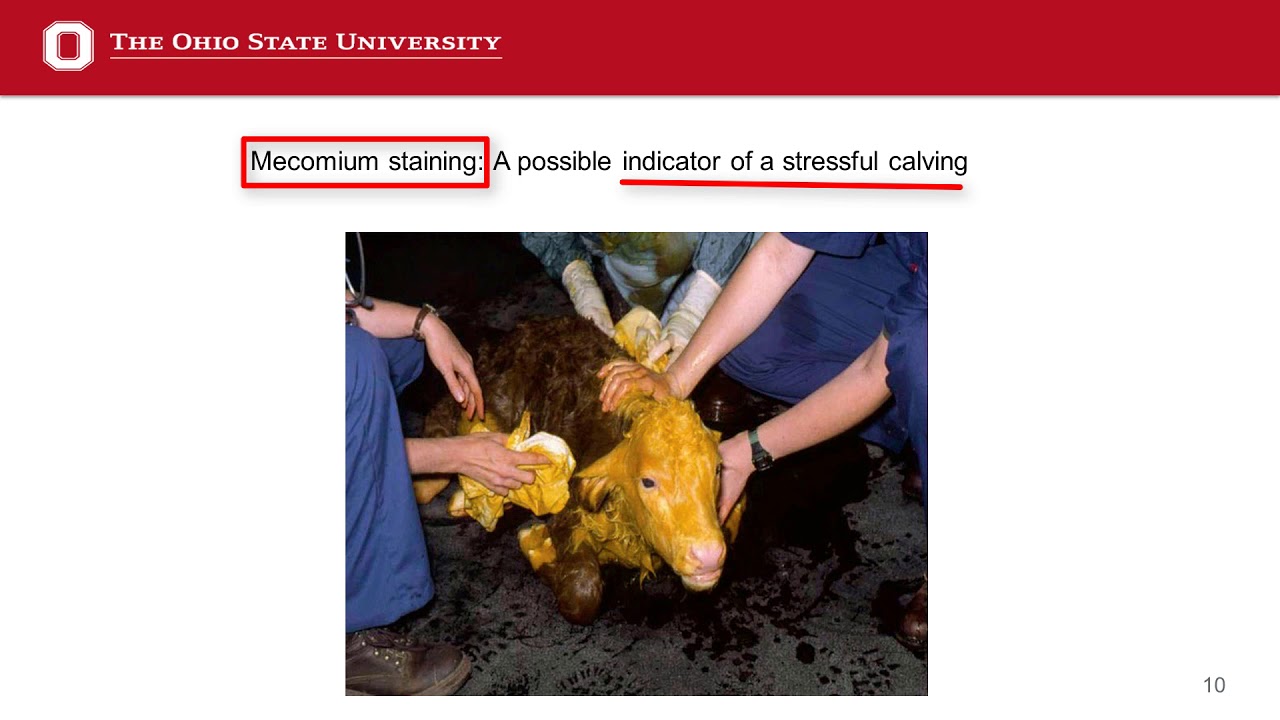 If, when and how best to help a cow during and after the birthing ...