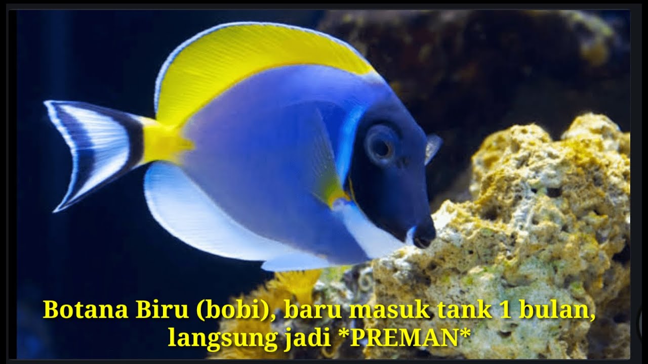 Ikan preman, botana biru (bobi) - YouTube