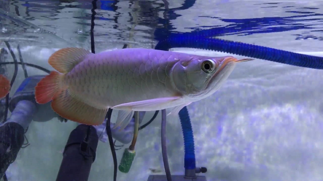 Spoon head super red arowana 8" - YouTube