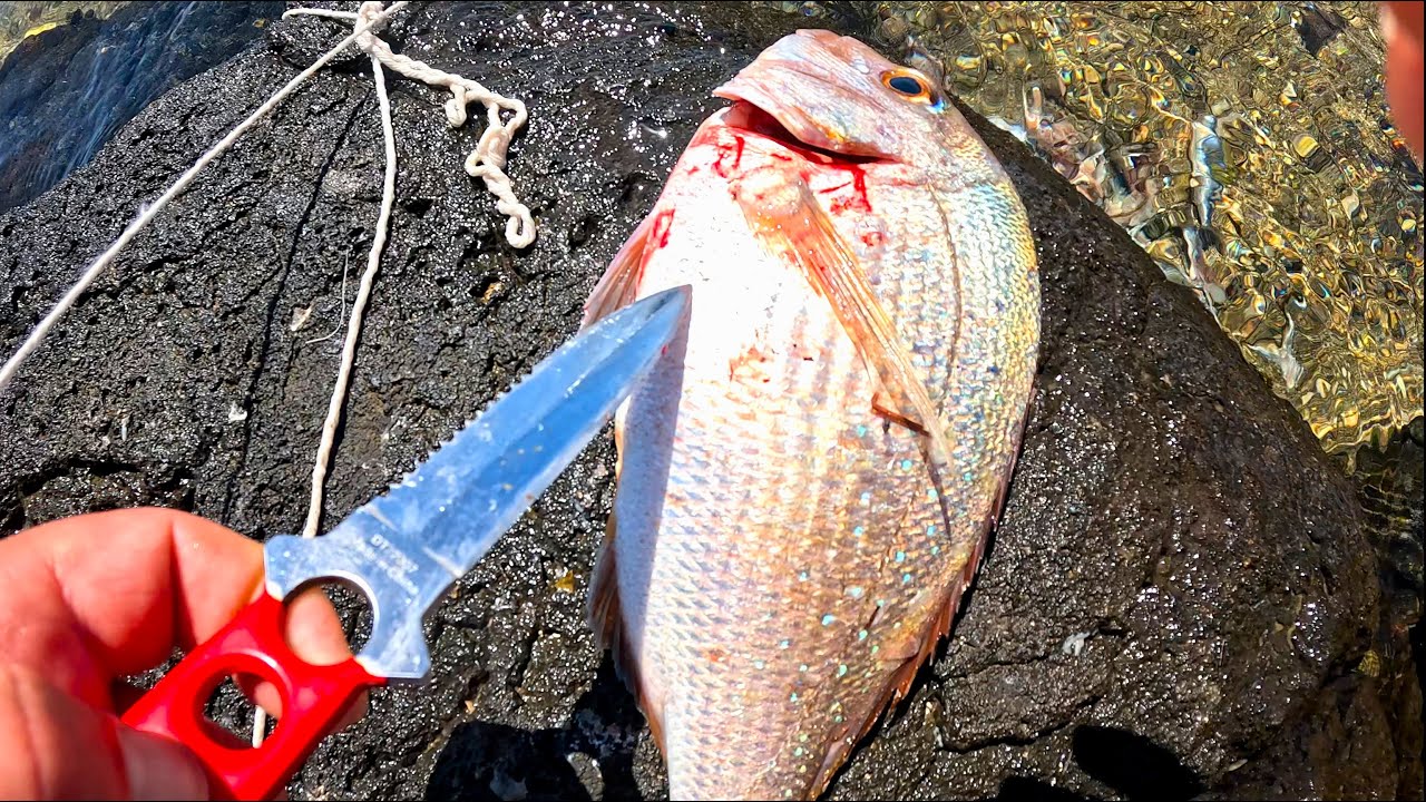 Another Avalon day and another Snapper - YouTube