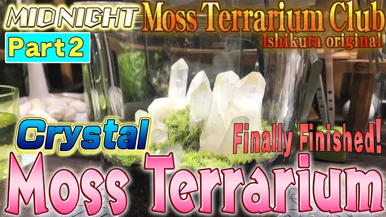 No.122【Moss Terrarium Club】 midnight Moss Terrarium Club Crystal Moss ...