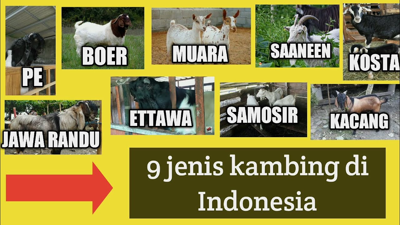 Jenis jenis kambing di indonesia @Kambingnews - YouTube