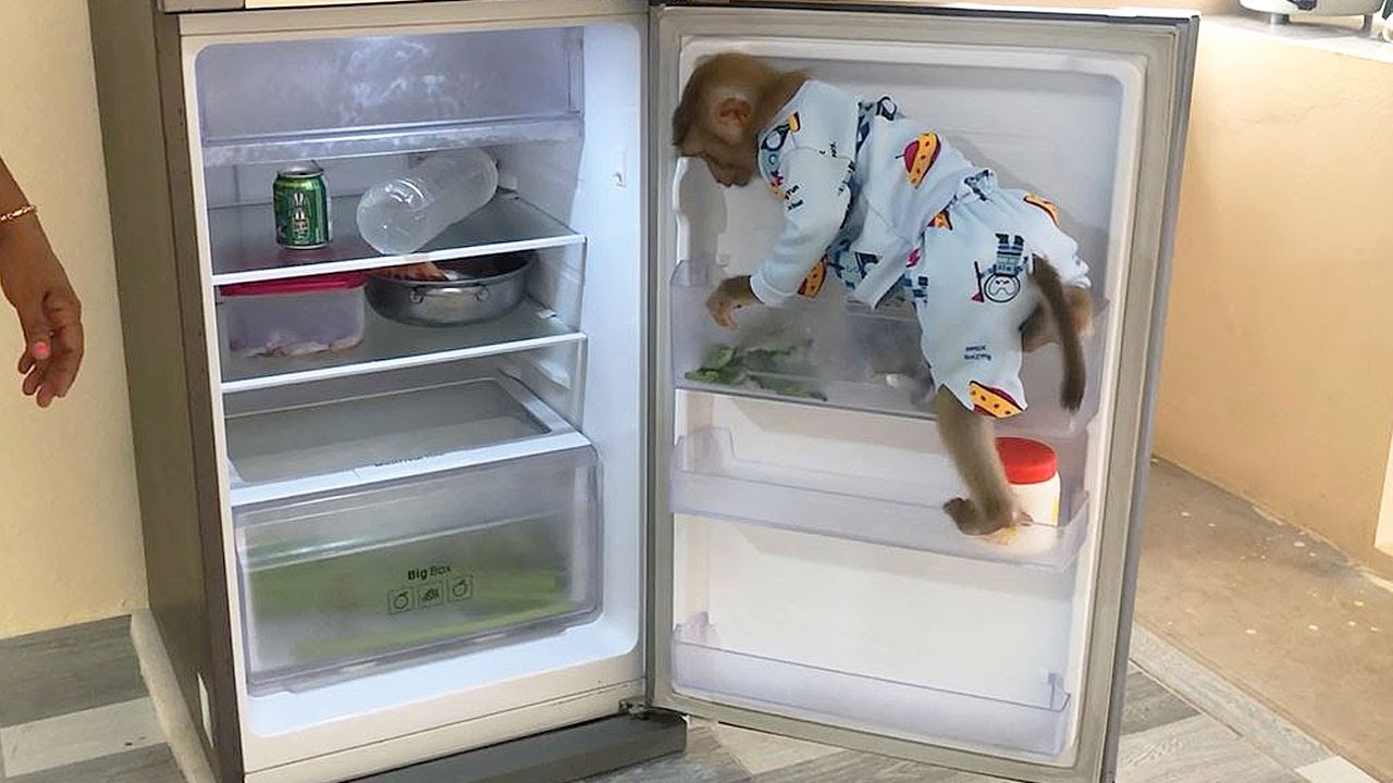 Hilarious Jason Confidently Stay In Refrigerator To Show Off Charming ...