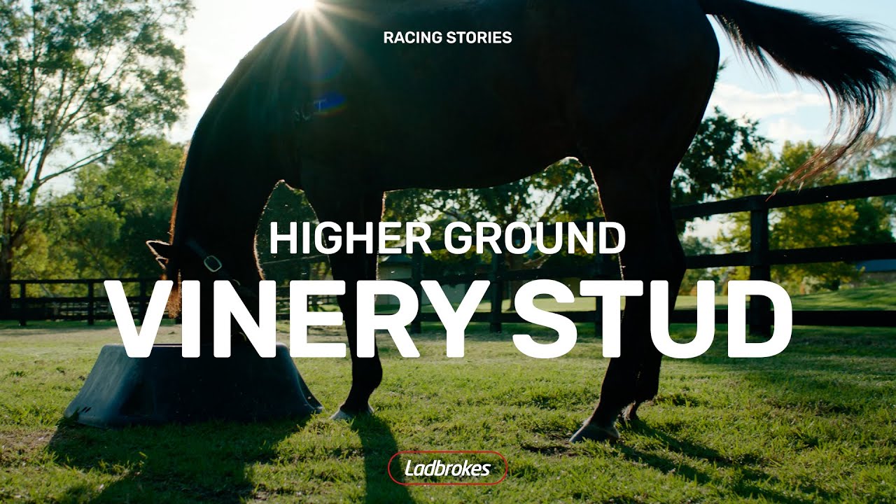 What Is So Special About Vinery Stud? - YouTube