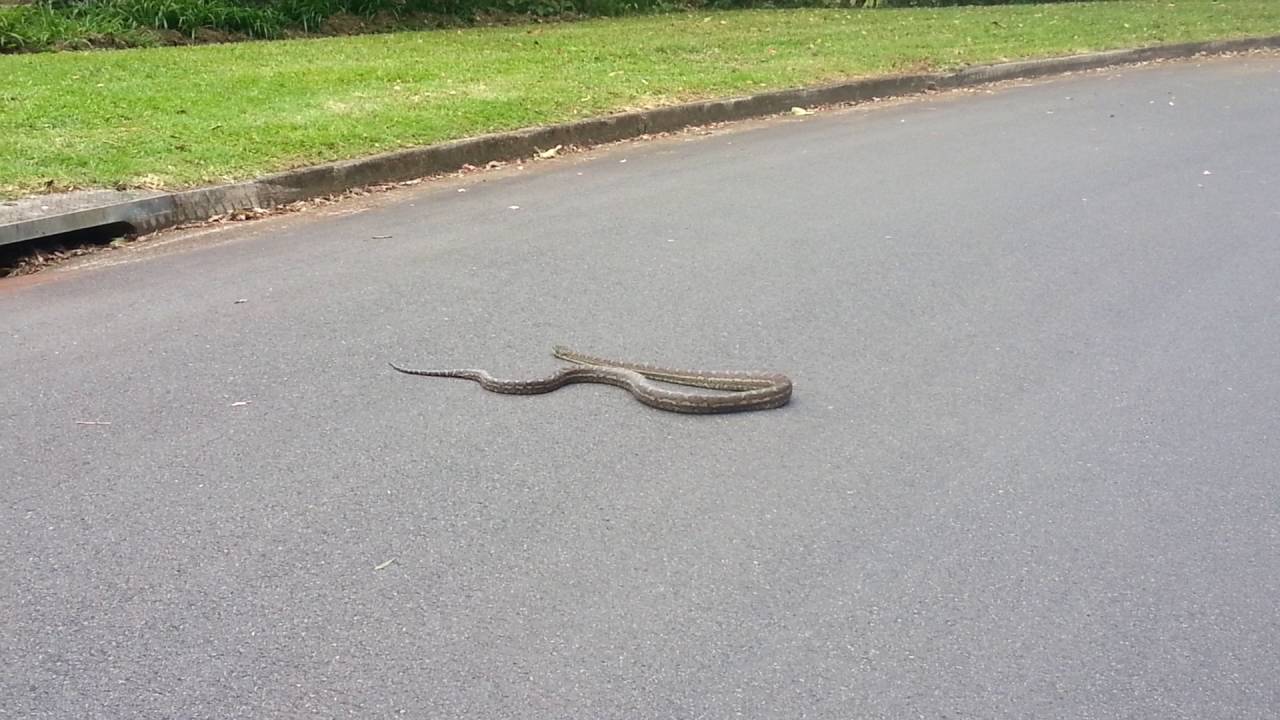 Python vs Magpie - YouTube