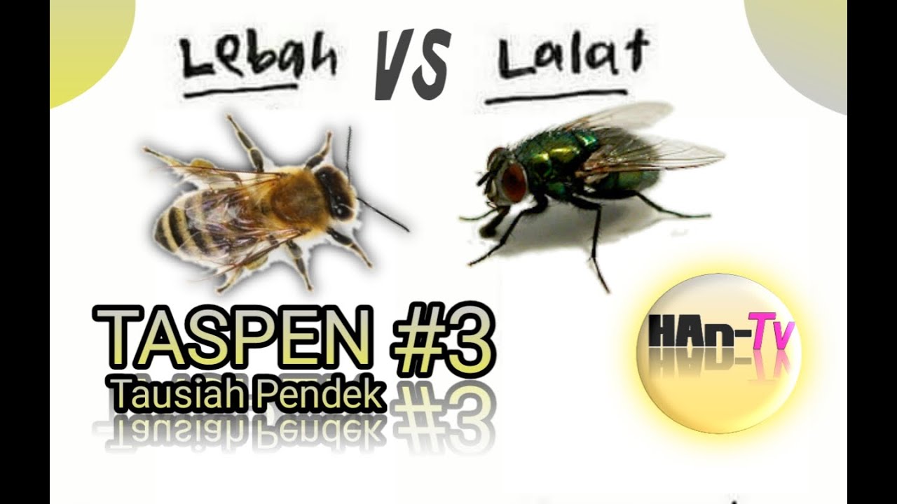 TASPEN - Tausiah Pendek #3 Lebah dan lalat - YouTube