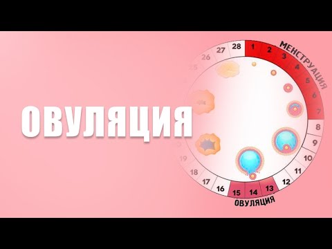 Farzandning QIZ yoki OʻGʻIL boʻlishi ovulyatsiya kunlariga bogʻliqmi?