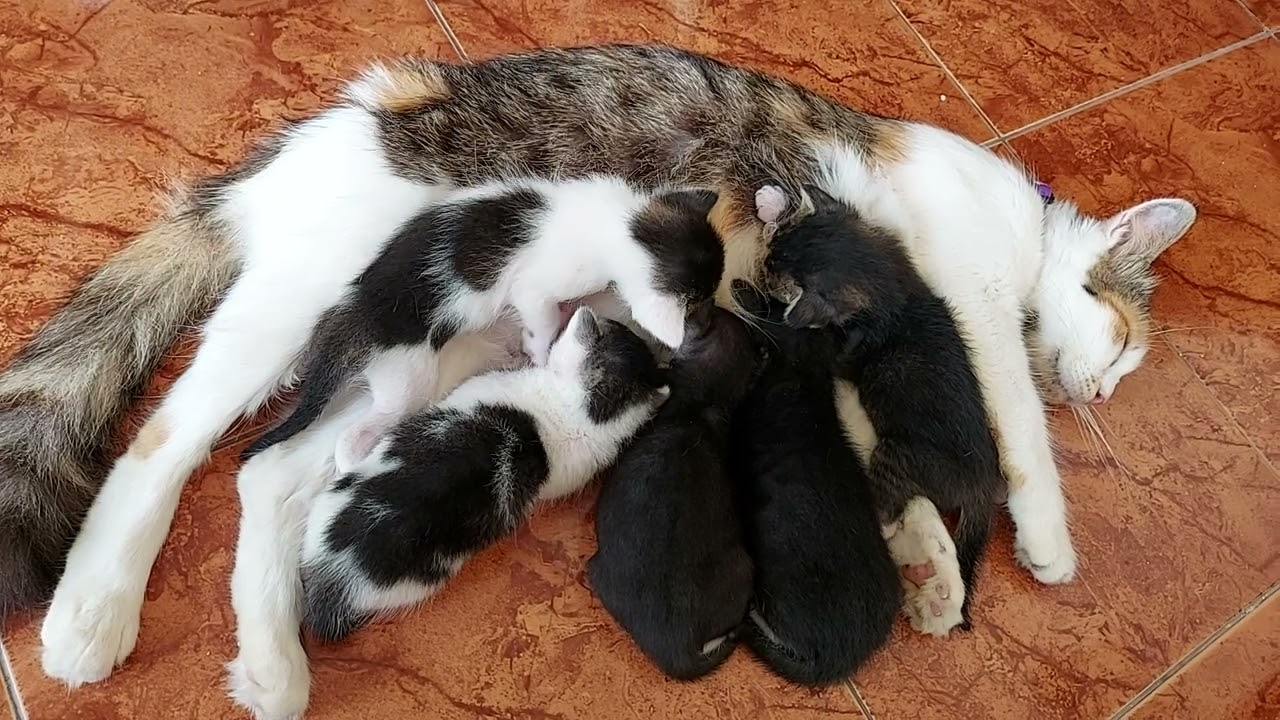 Induk kucing menyusui 5 bayinya. - YouTube