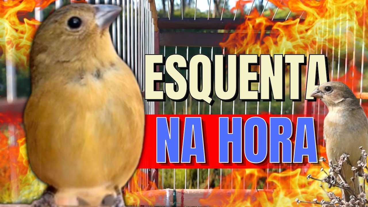Melhor Piado de Fêmea de Coleira para Foguear coleira tuitui com Melhor ...