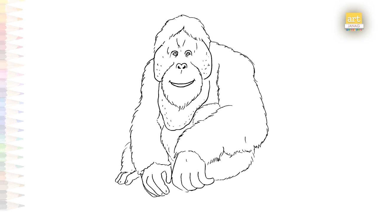 Orangutan easy drawings | Primate outline sketches | How to draw ...