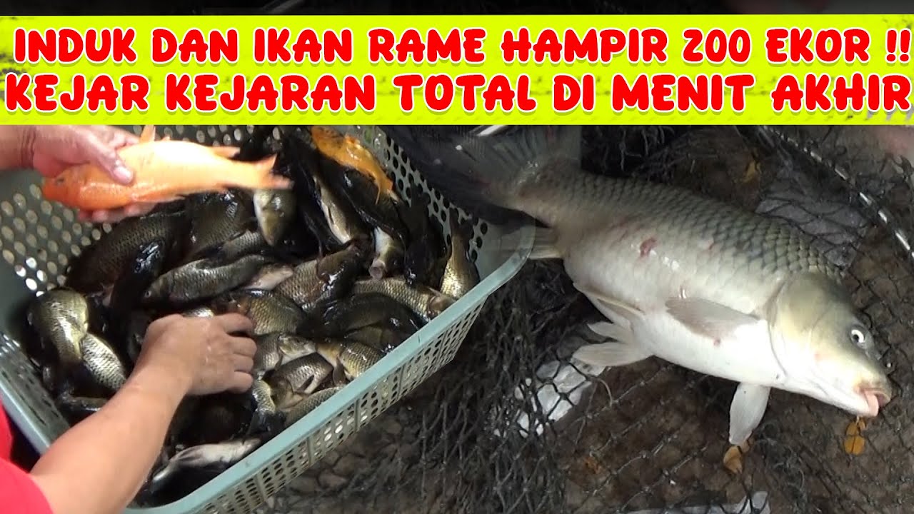 TIKET BULANAN DI PEMANCINGAN MARABUNTA FISHING 2 TAMBOK LOBU - YouTube