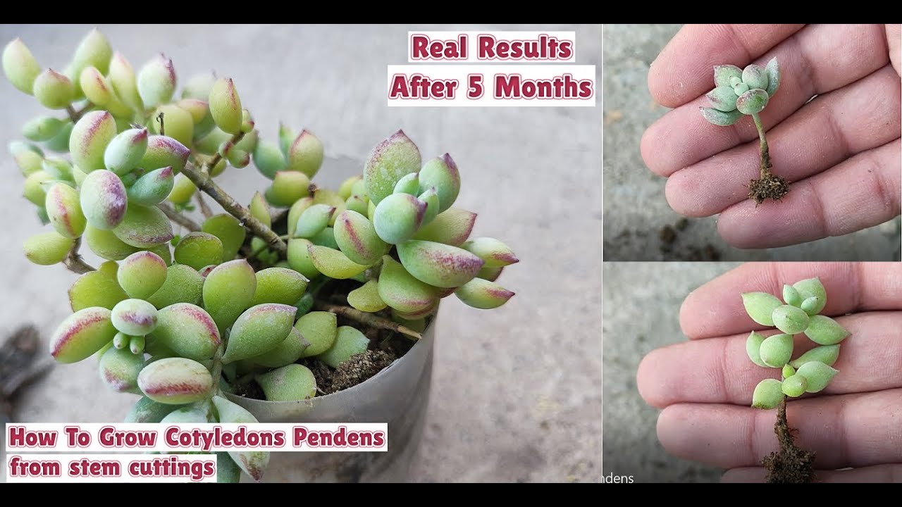 How to grow cotyledon pendens plants from stem cuttings | Propagation ...