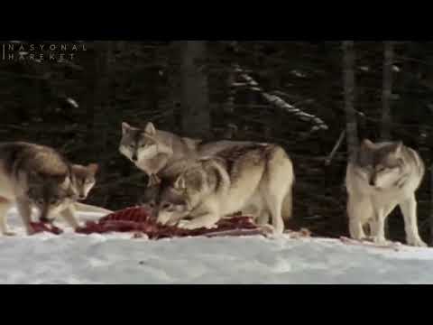 Nasyonal Sosyalizm | NSH - Film
