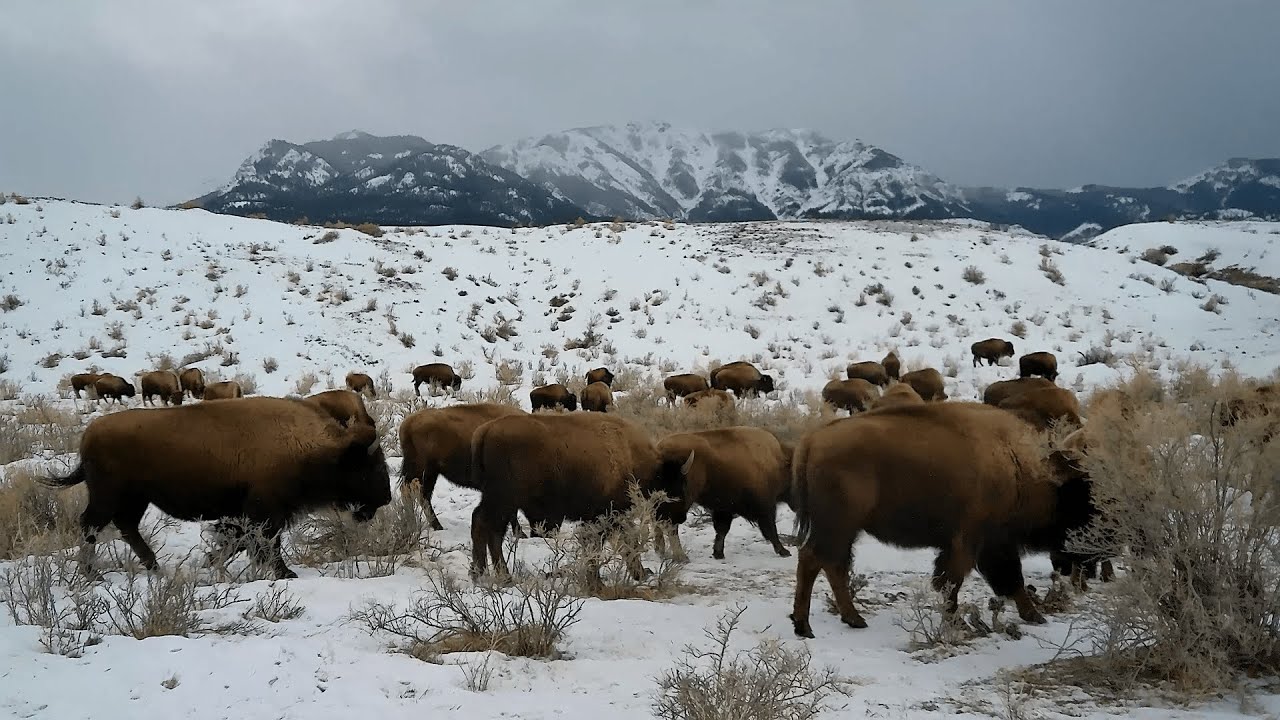 The Importance of Bison for Native Americans. - YouTube