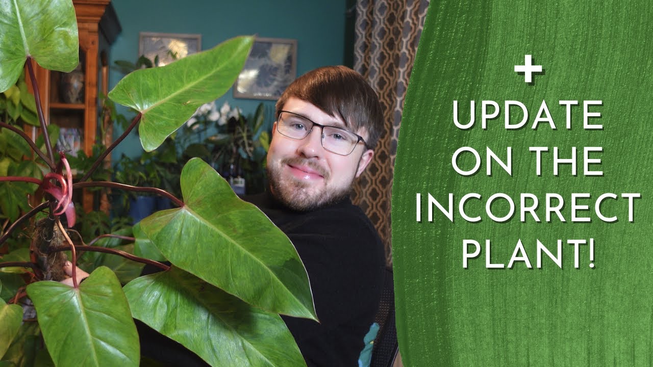 Unveiling the Timeless Beauty of the Philodendron Painted Lady: Care ...
