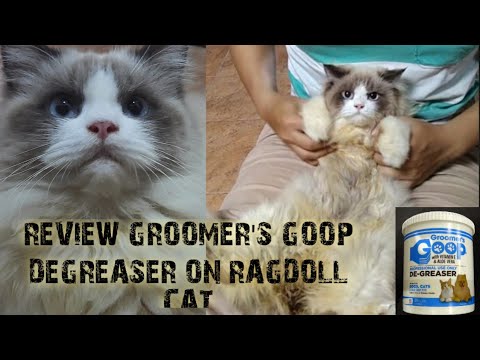 REVIEW GROOMER'S GOOP DEGREASER DI KUCING RAGDOLL MIDOL DODOL - YouTube