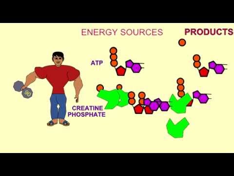 ENERGY SOURCES FOR MUSCLE: ATP, CREATINE PHOSPHATE - YouTube