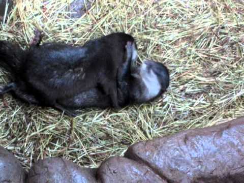 Otter Mating (69 sex position) - YouTube