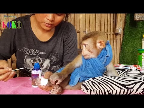 Precious Monkey Koko Was Get Small Wound On His Leg While He Played Around The House