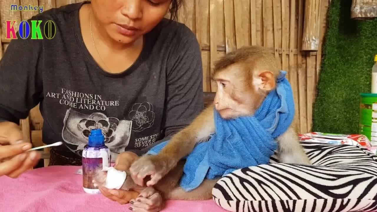 Precious Monkey Koko Was Get Small Wound On His Leg While He Played ...