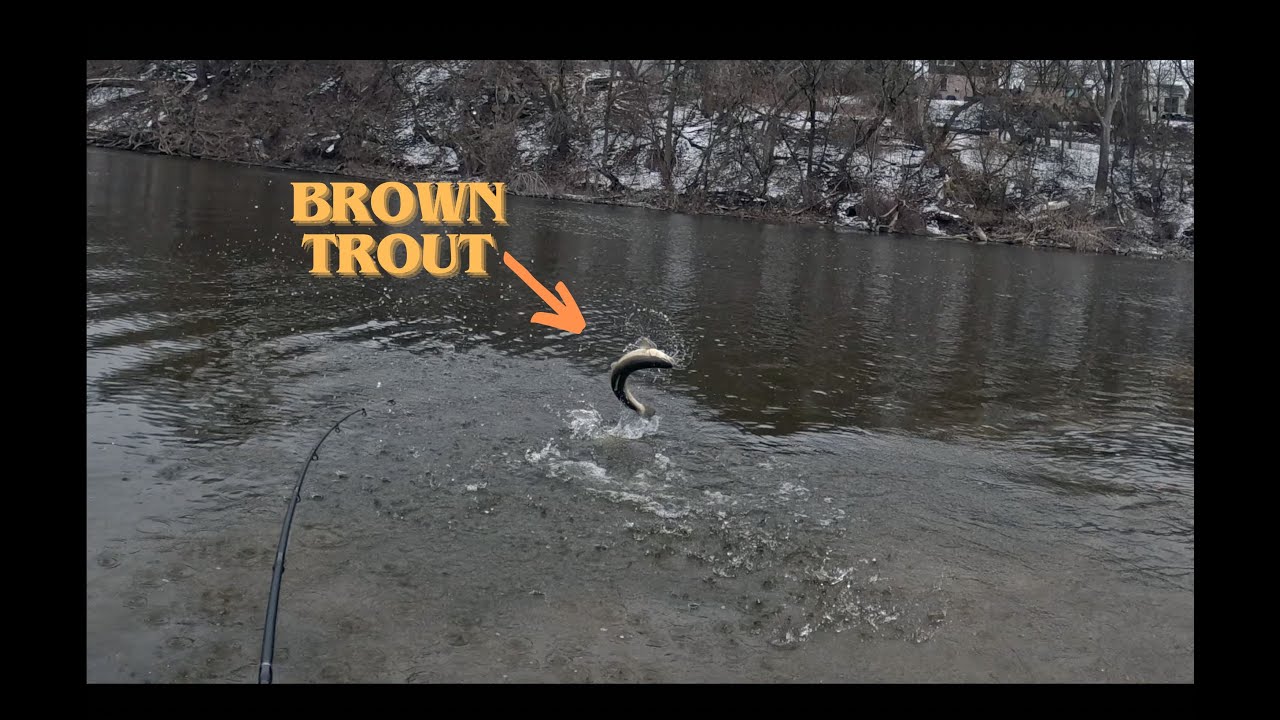Brown Trout - Wisconsin's Sheboygan River - YouTube