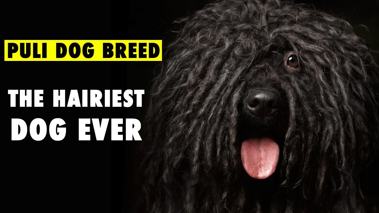 Puli Dog Dogs New Zealand Hungarian Puli Information And NZ Breed