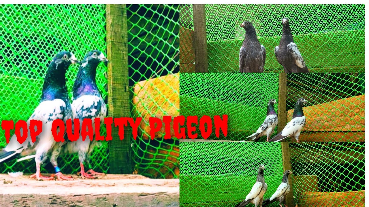 Home Breed Teddy Pigeon Baby High Quality Import Teddy 9548292306 All ...