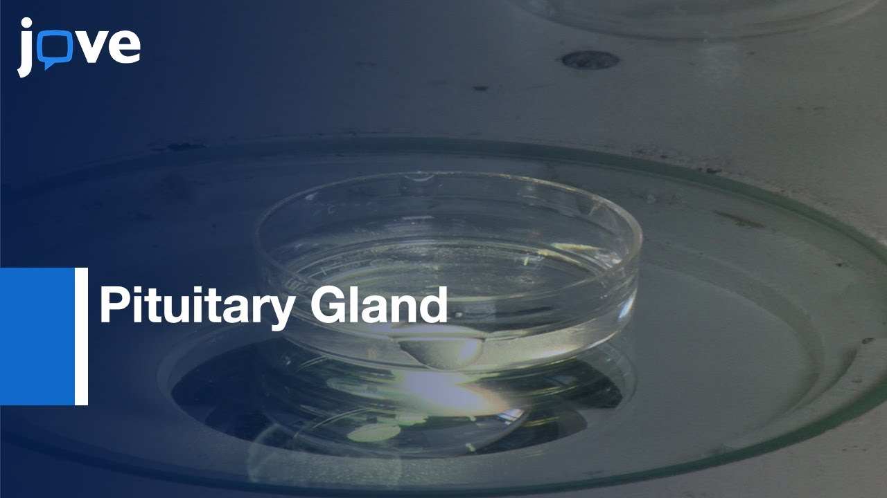 Pituitary Gland Dissection and Coronal Slice Preparation | Protocol ...