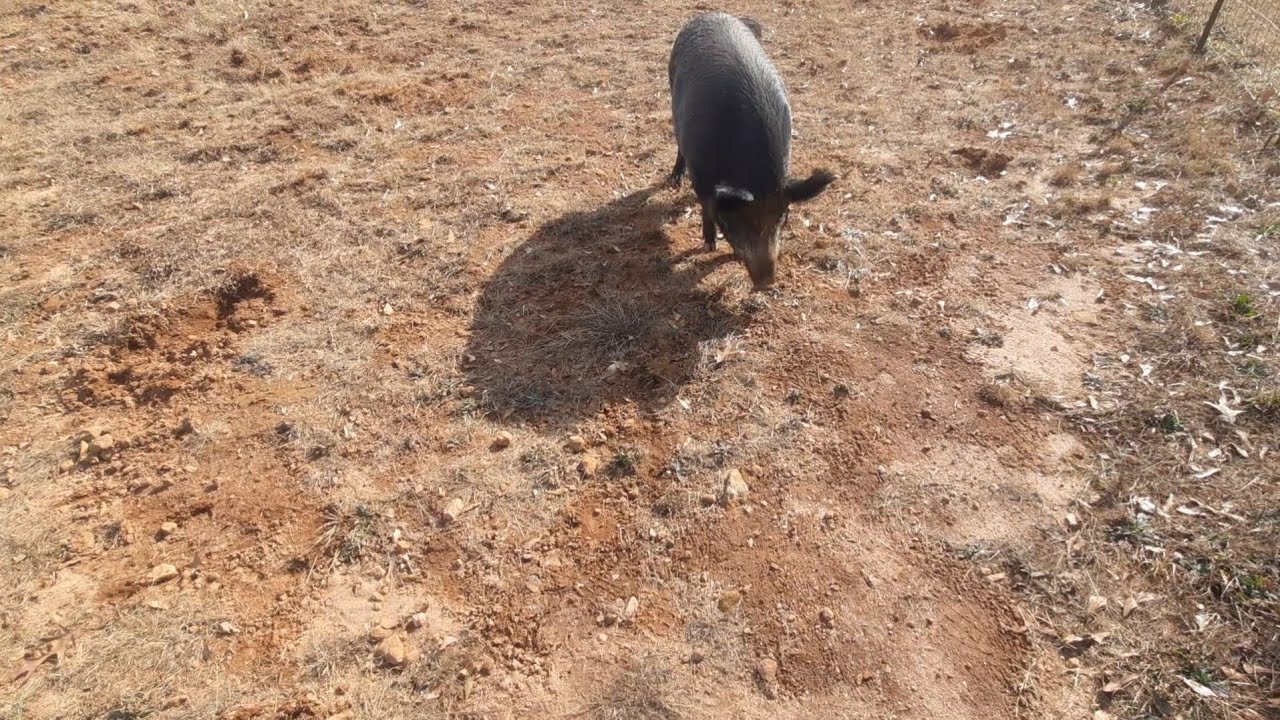 local animal rescue gave us a tour, 300 pound pig, 3 types of owls, and ...