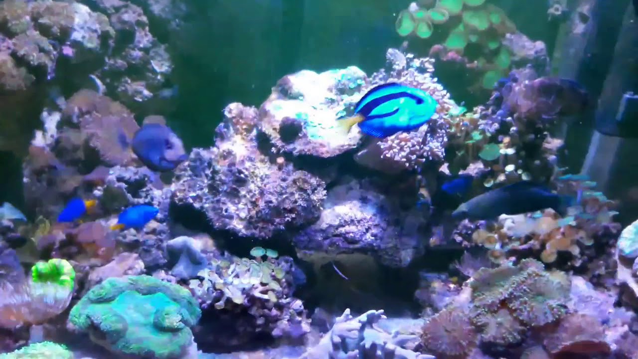 Wonderful small blue tang in nano reef tank in 20G. - YouTube