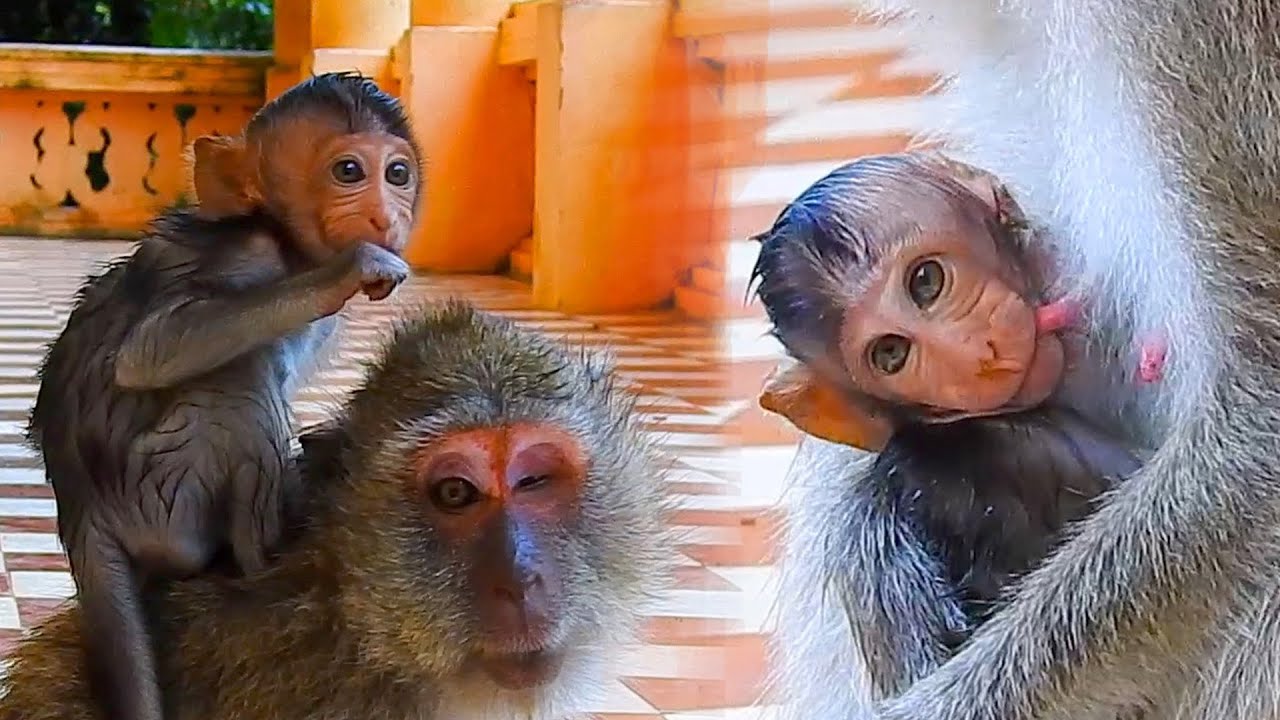 Poor vegan little monkey trying to catch up with Vegas mom in the rain - YouTube