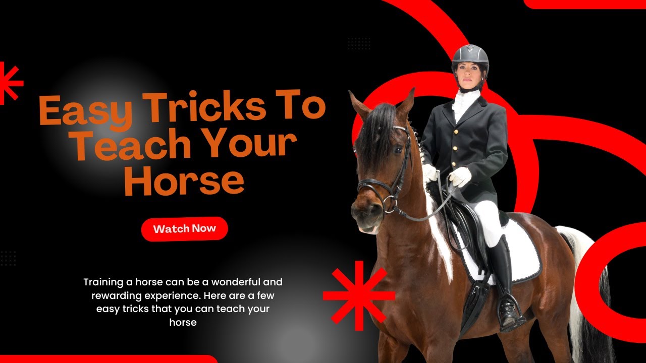 Horse Training Secrets NO ONE Tells You! | Easy Tricks To Teach Your ...