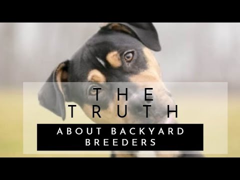Backyard Breeders - YouTube