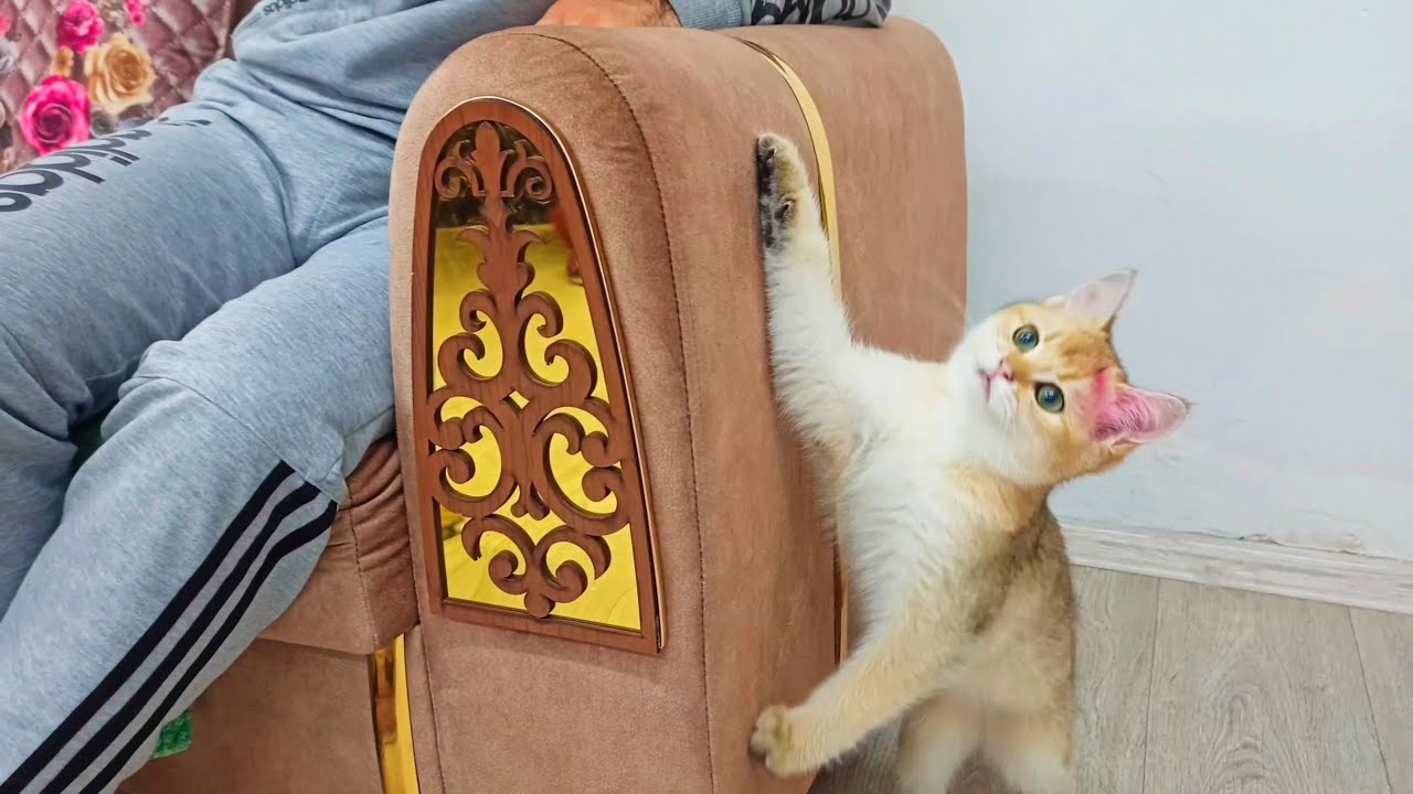 How to Get Your Cats Hooked on a Fun Rope Game! - YouTube