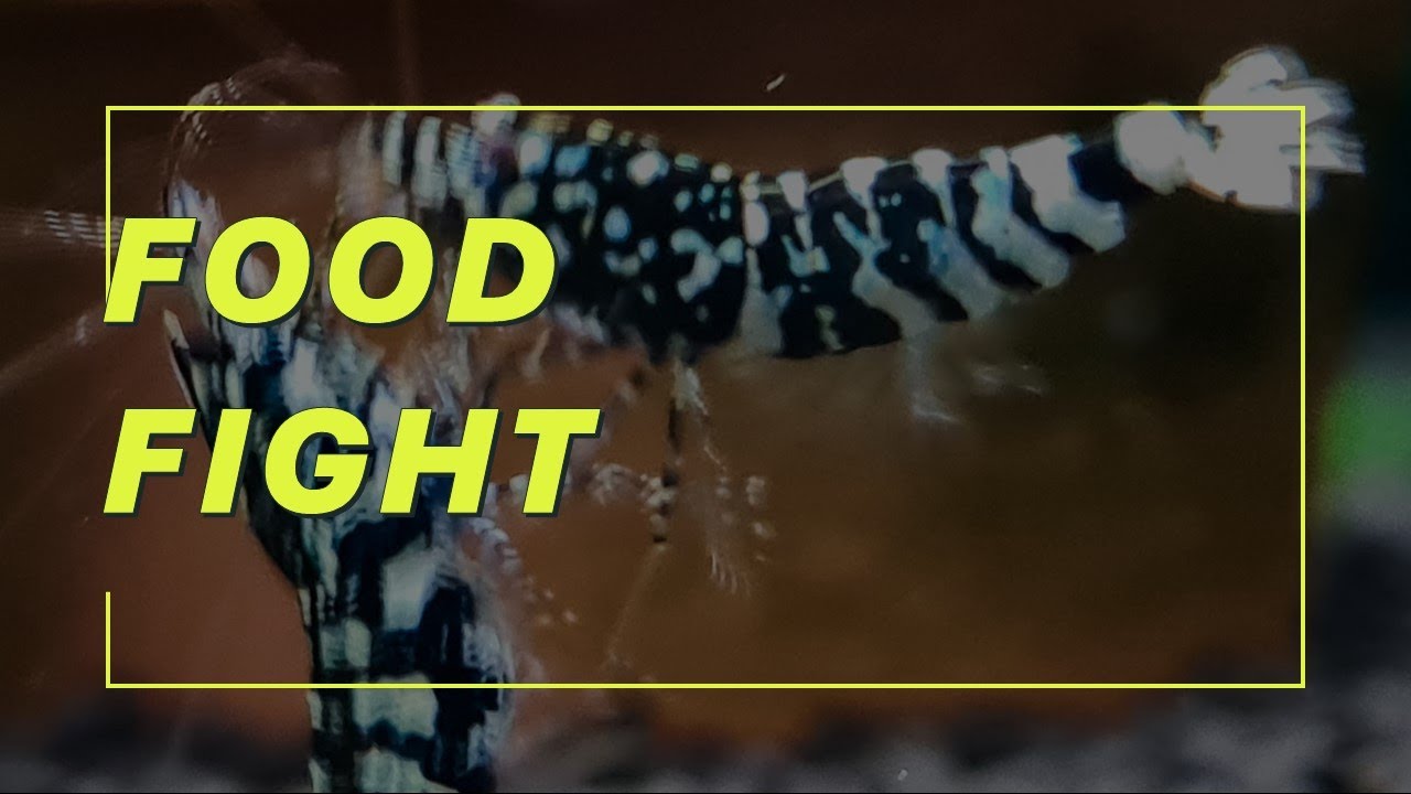 Watch How Shrimp Interact with Food in their Tank - YouTube