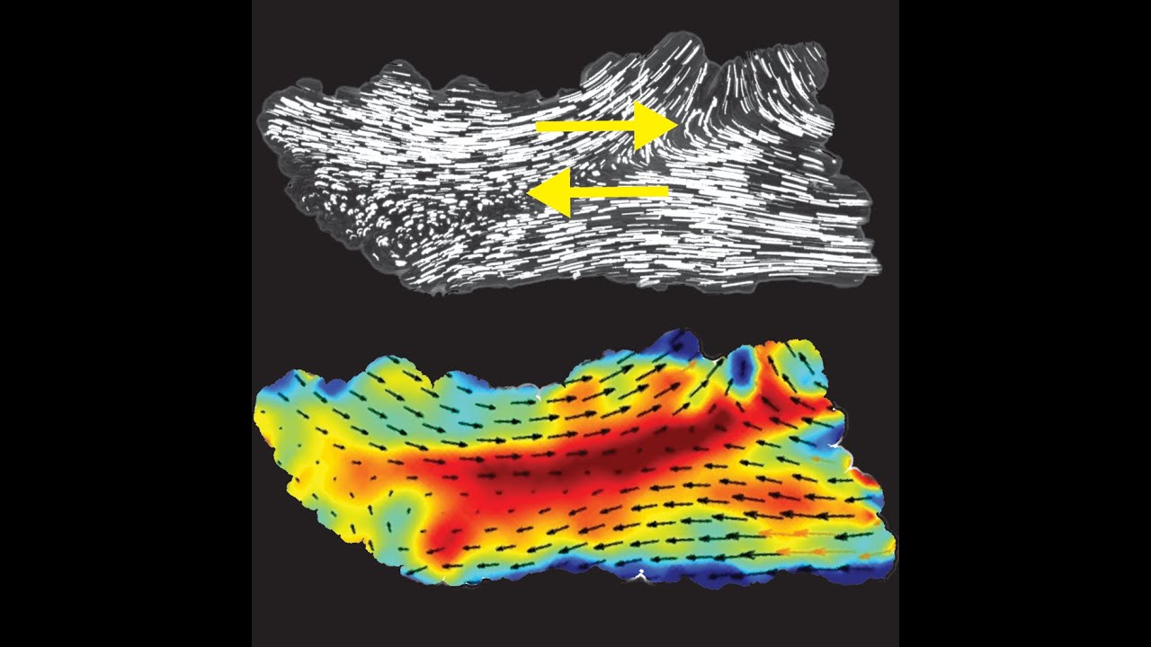 Vivek N. Prakash - Ductile-to-brittle transitions in the tissues of a ...