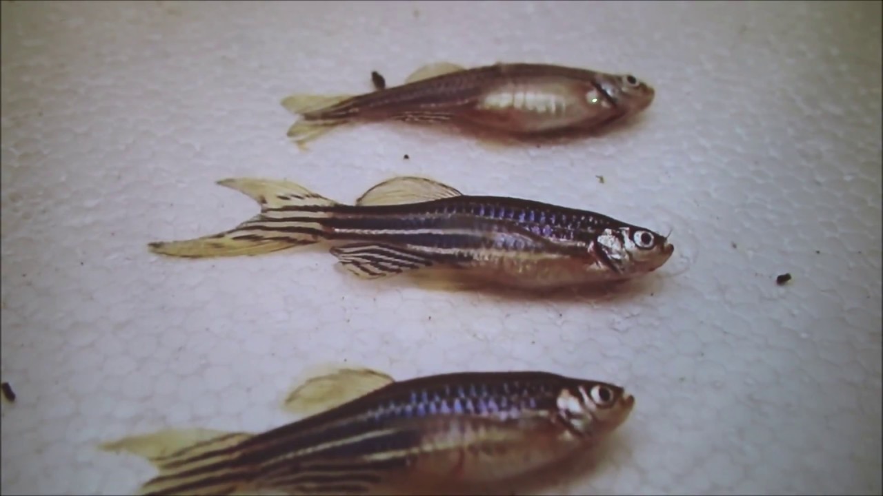 Fish Anesthesia - YouTube