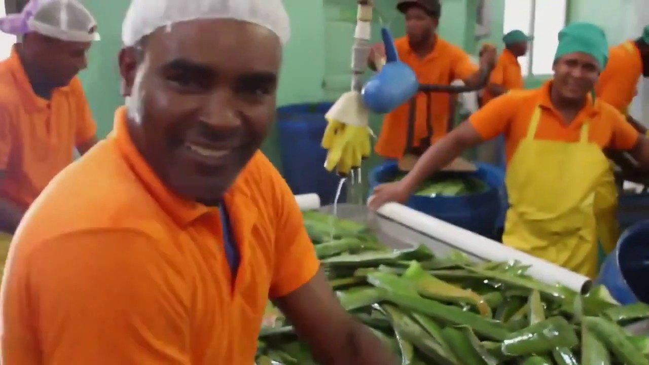 World's Largest Aloe Vera Plantation Owned by Forever Living Products ...