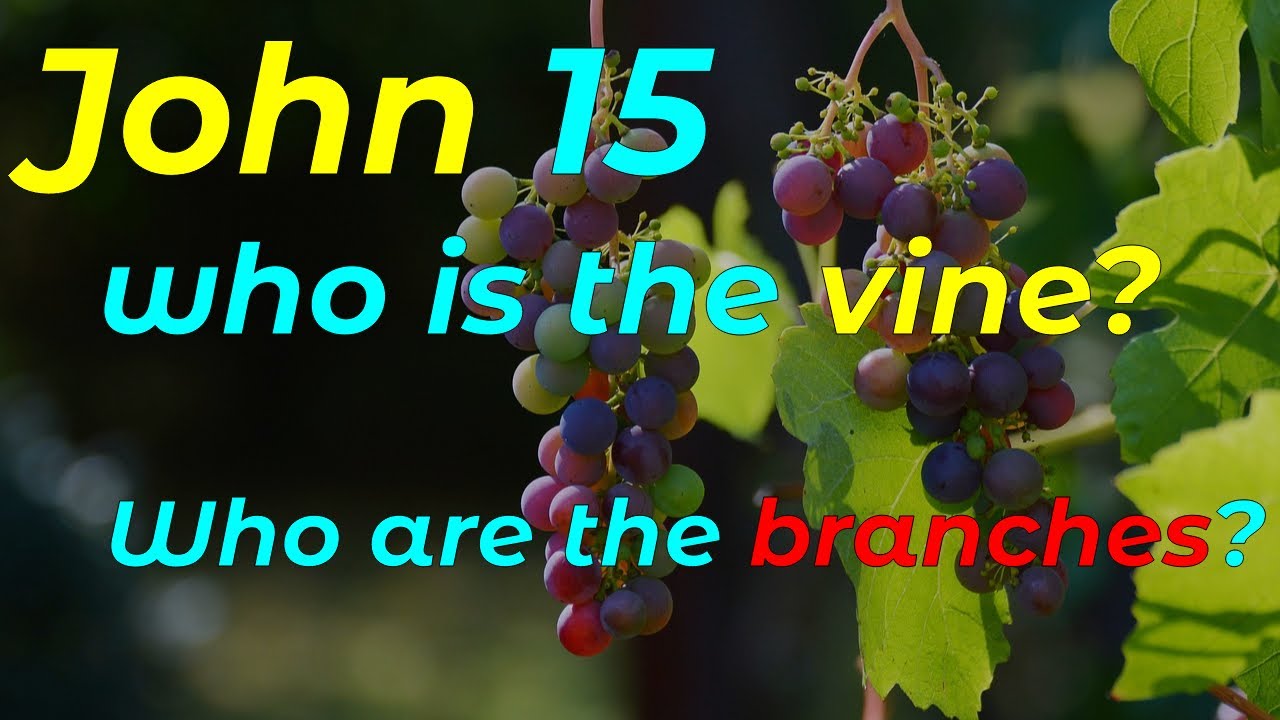 Bible Study with Grahame: John 15 who is the vine & who are the ...