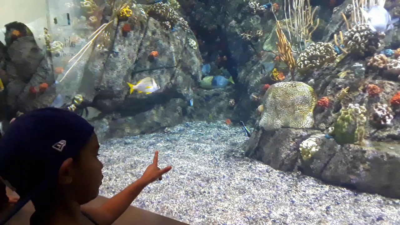 Aquarium - YouTube