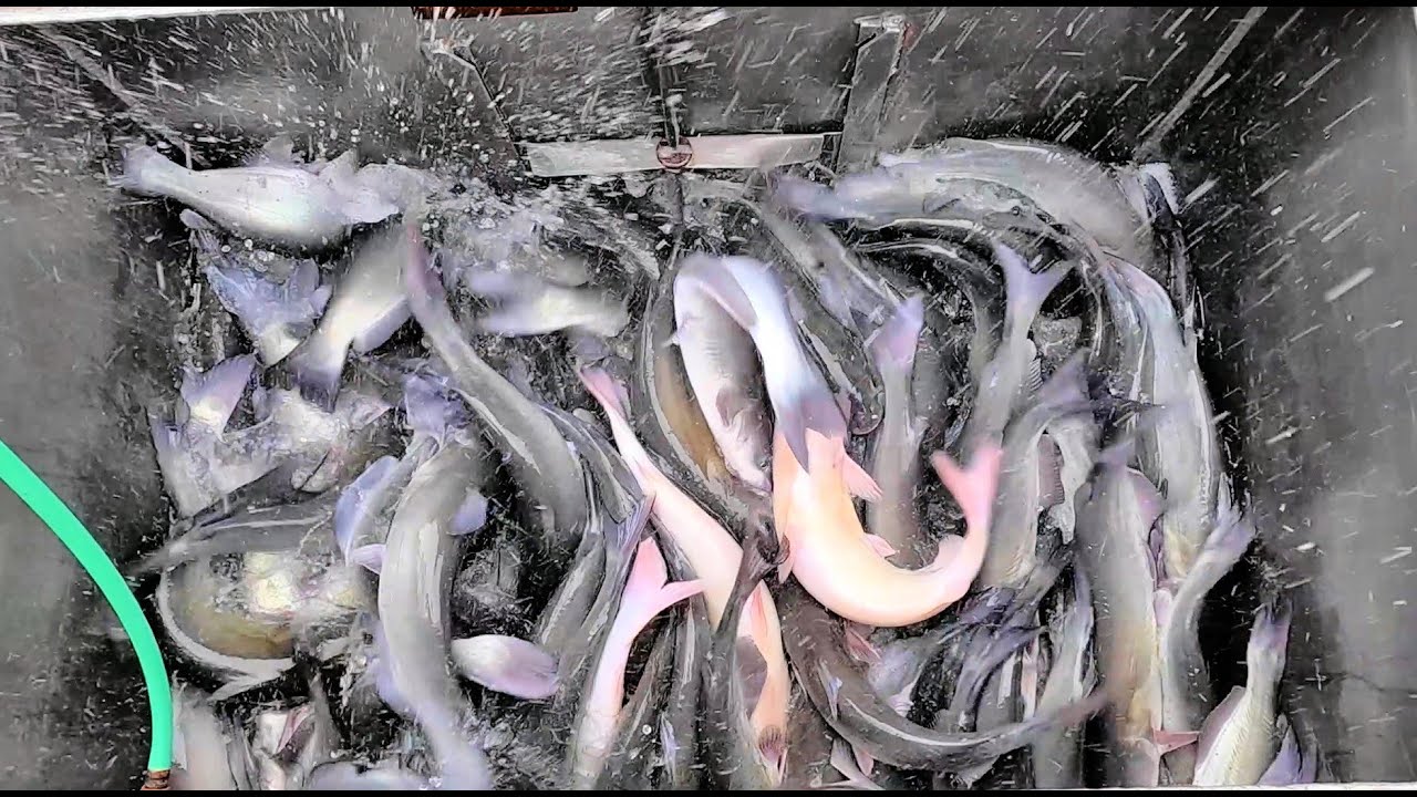 6/15/23 STOCKING IMPERIAL "SILVER" CHANNEL CATFISH AT SANTA ANA RIVER ...