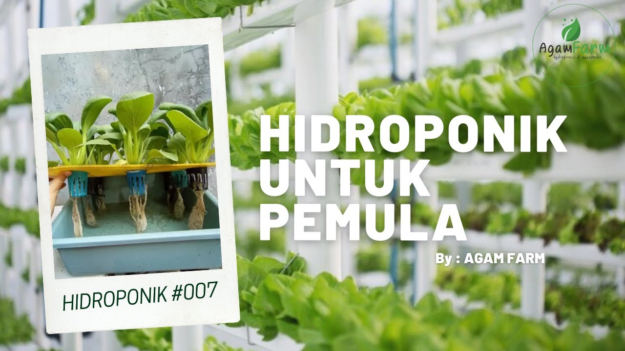 CARA MENANAM HIDROPONIK UNTUK PEMULA - YouTube