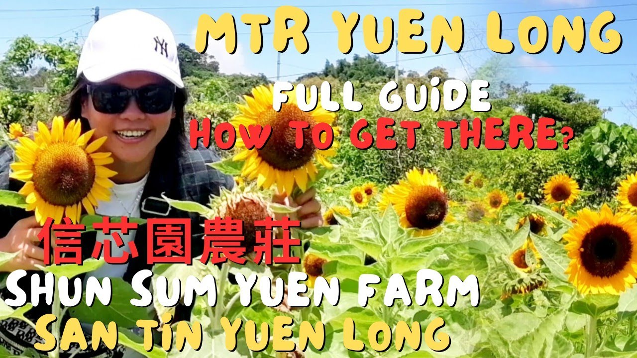 how to go to San Tin Sunflower, Yuen Long |Shun Sum Yuen Farm # ...