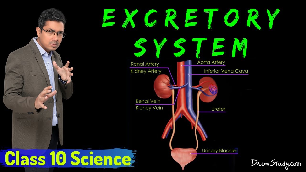 Excretory System Life Processes 2 Class 10 Science Biology Toppr excretory-system-life-processes-2-class-10-science-biology-toppr