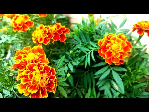 How to Care Jafri marigold Plant // Grow French Marigold from Seed ...