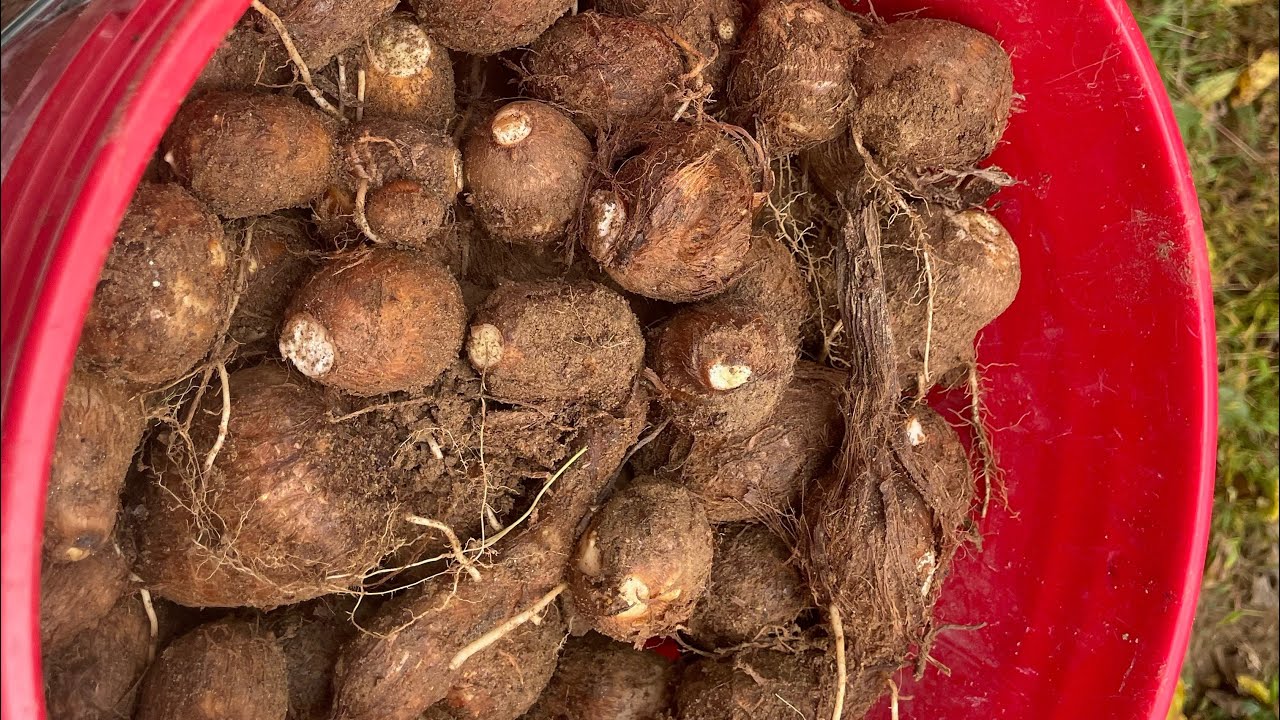 Harvesting Root crop cassava and eddoes part 1 - YouTube