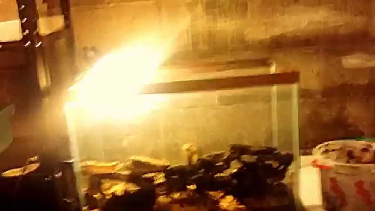 How To Start A Pill Bug Colony - YouTube