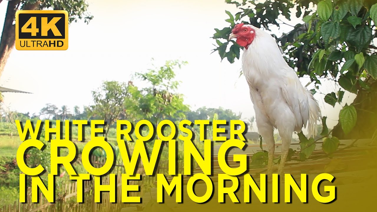 ROOSTER CROWING SOUND EFFECT #crowingrooster - YouTube